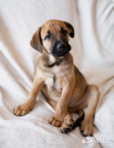 Щенок мальчик Рики в добрые руки