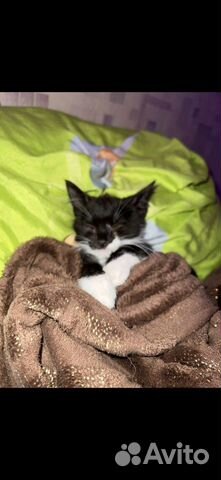Котенок в добрые руки