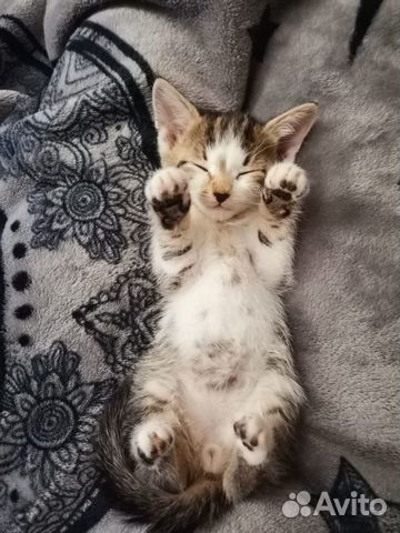 Котенок Лялька мальчик