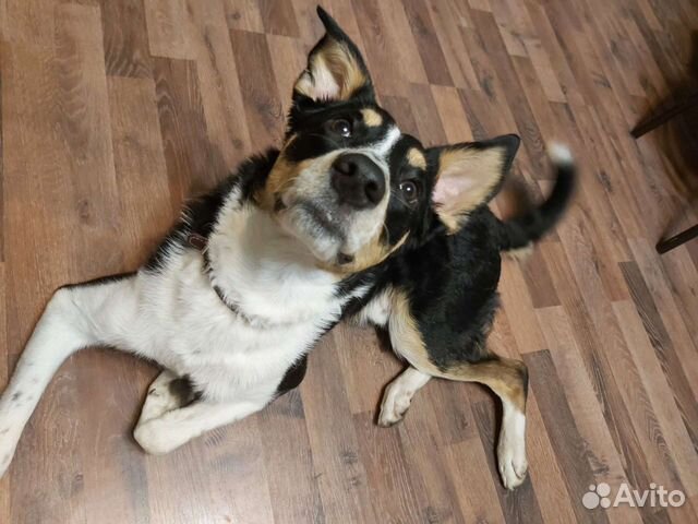 Собака в добрые руки