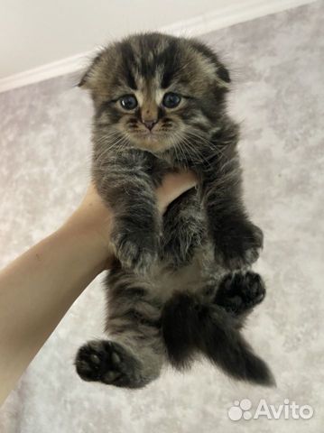 Шотландские котята