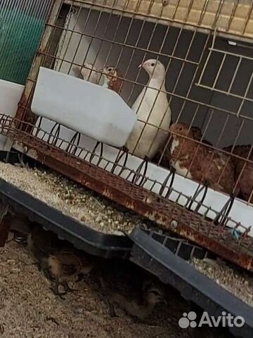 Перепела Селадон самцы 2 месяца