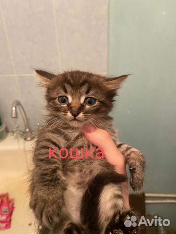 Замурчательные котята