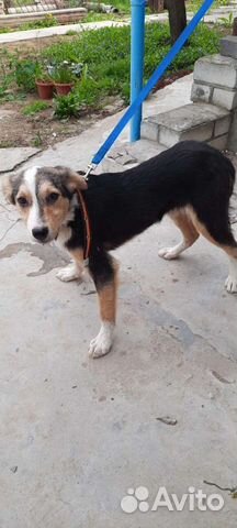 Щенок в добрые руки