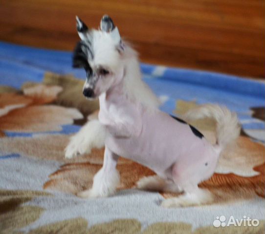 Белогривая лошадка голая девочка