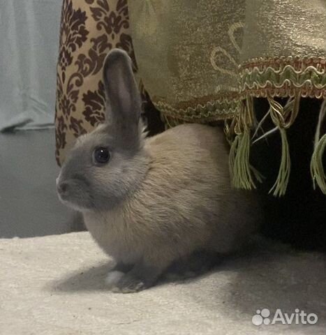 Карликовый кролик с клеткой