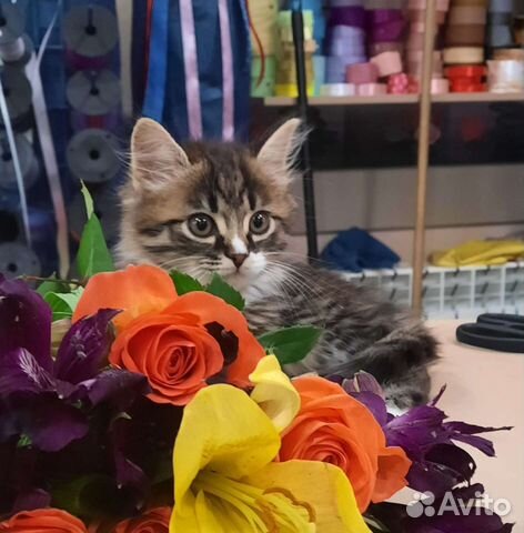 Котёнок