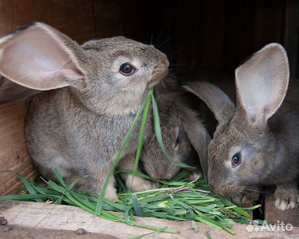 Крольчата фландр и французский баран