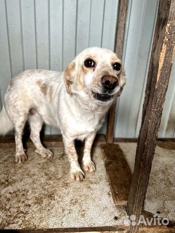 Собака из приюта ищет дом