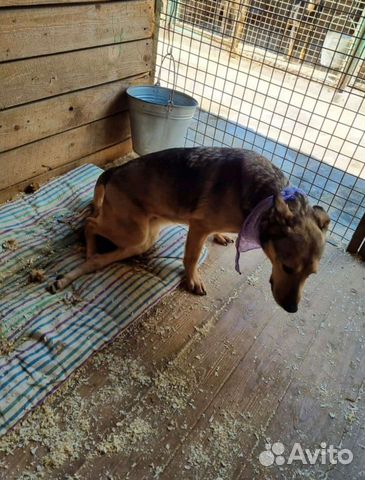 Собака инвалид нуждается в помощи