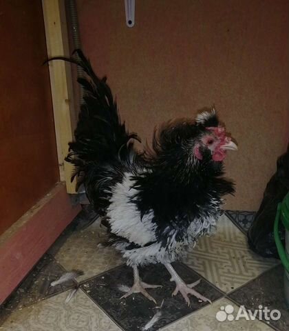 Петух Курчавый