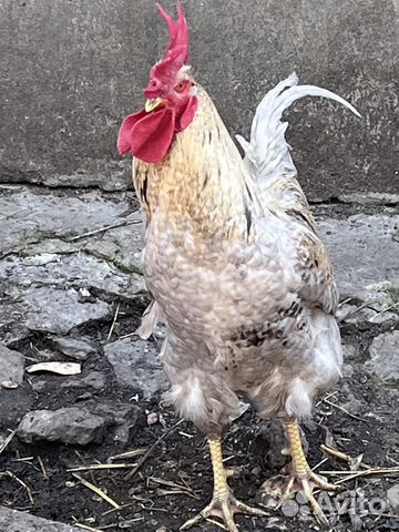 Петухи породы доминант