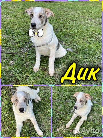 Озорной парень Дик в добрые руки