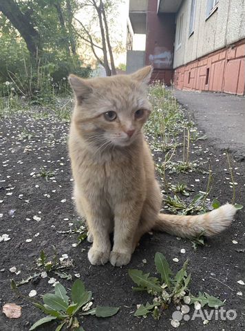 Рыжий красавчик
