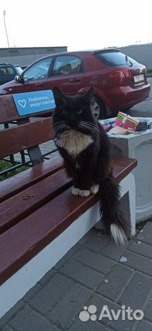 Котик ищет дом