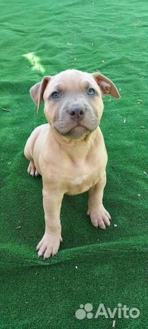 Американский булли xl девочка