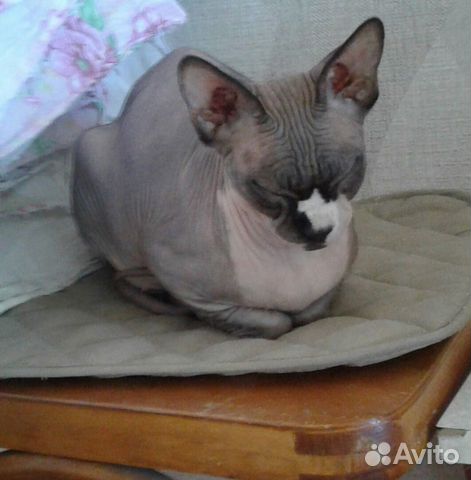 Кошка сфинкс
