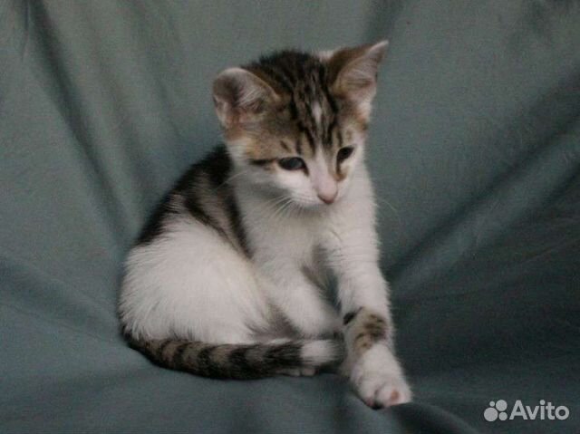 Маленькая девочка котенок Симона