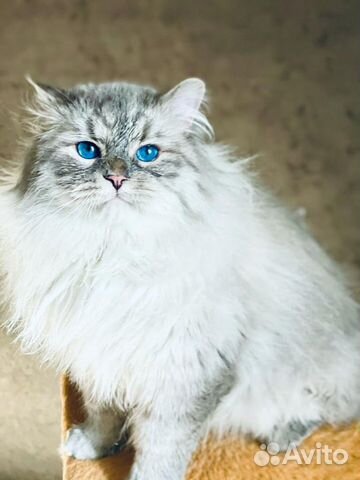 Невский маскарадный кот
