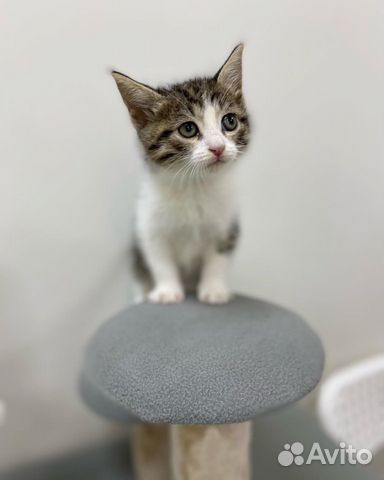 В добрые ручкм котенок