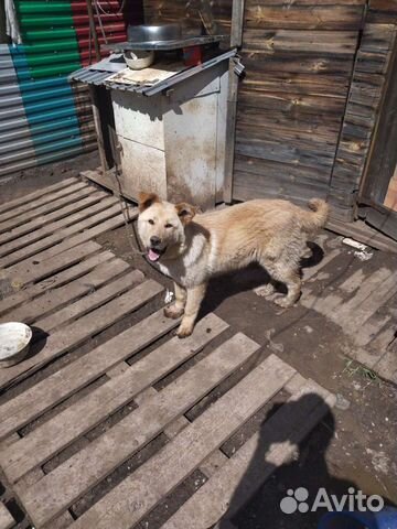 Продажа кобеля