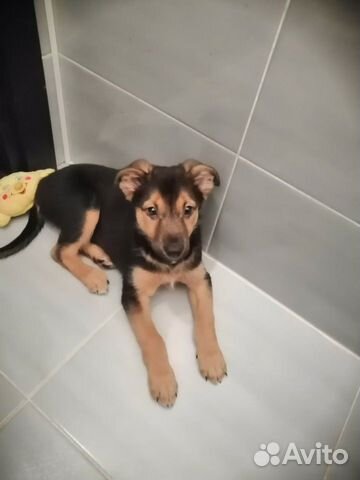 Маленький щенок Пуся в дар