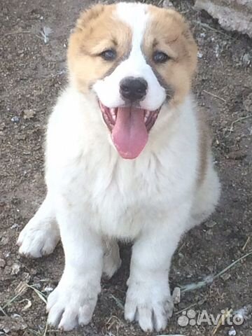 Щенки аллабая