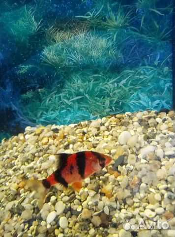 Рыба Барбус