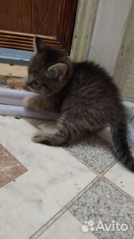 Котик котенок хорошенький мальчик