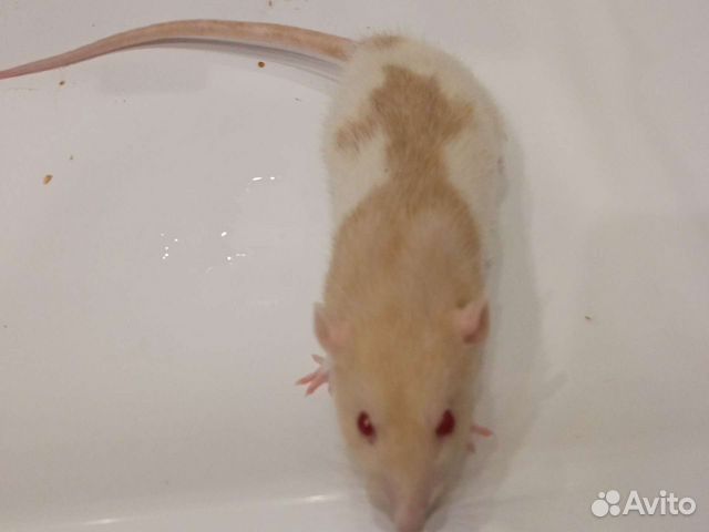 Крысы дамбо девочки (7 месяцев)