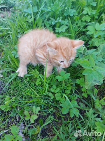 Котенок подкинули к приюту