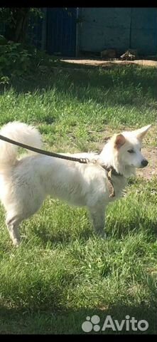 Умка 7 месяцев стерилизована с доставкой