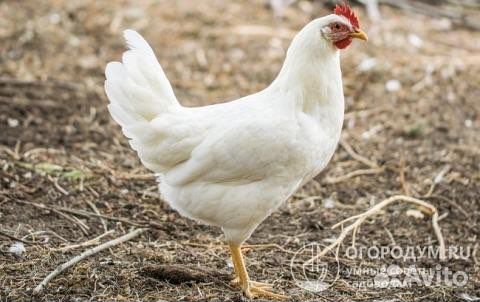 Обменяю курочку леггорн на петушка породы леггорн