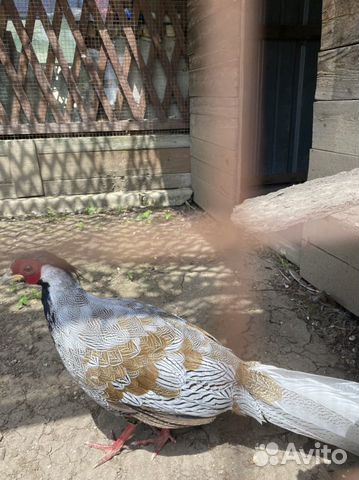 Фазан серебристый