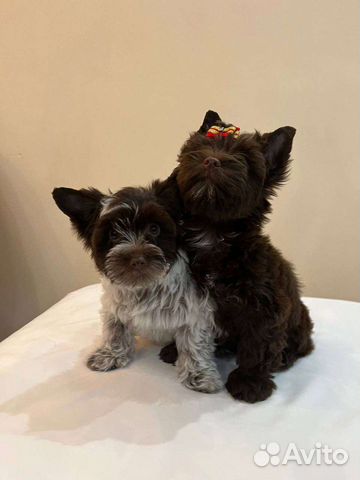 Собаки щенки