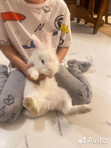 Декоративные кролики