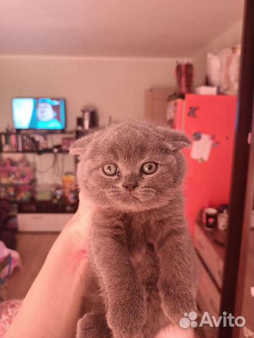 Вислоухий котенок