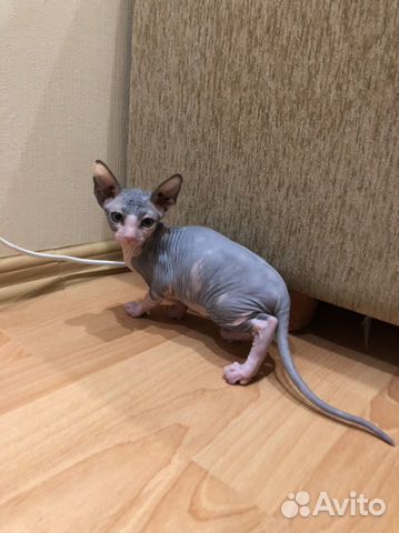 Канадский сфинкс девочка