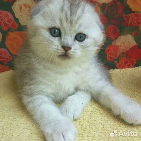 Котята мультяшной внешности
