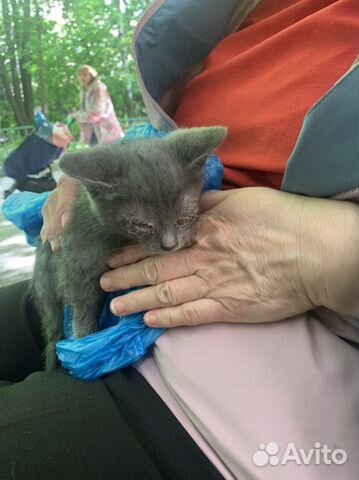 Спасите котенка