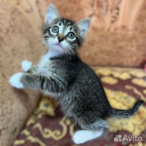 Котенок(девочка) ищет Добрые ручки