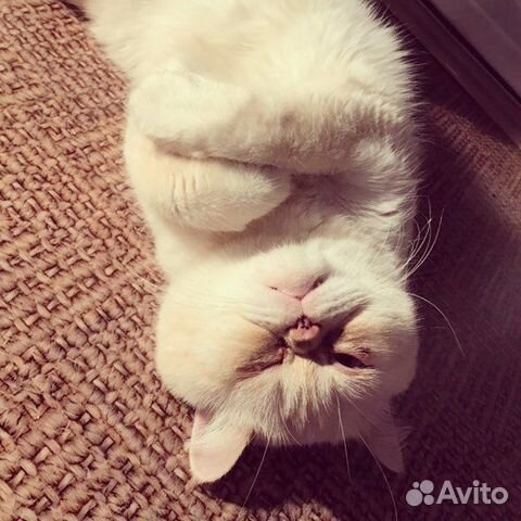 Вязка кот гималайский
