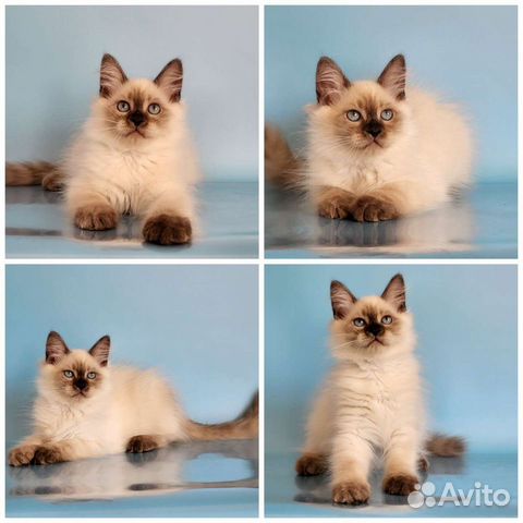 Невский маскарадный кот