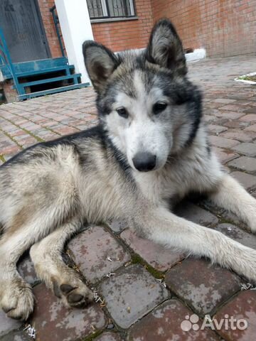 Найден кобель Хаски (на Водопьянова 19)