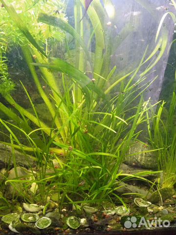 Аквариумное растение