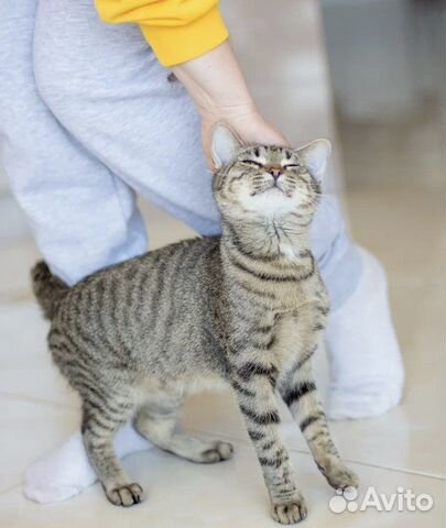 Котенок шпротик ласковый очень