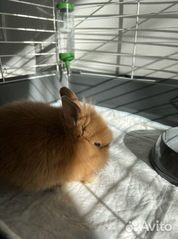 Декоративный карликовый кролик