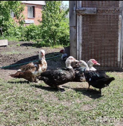 Индоутята суточные