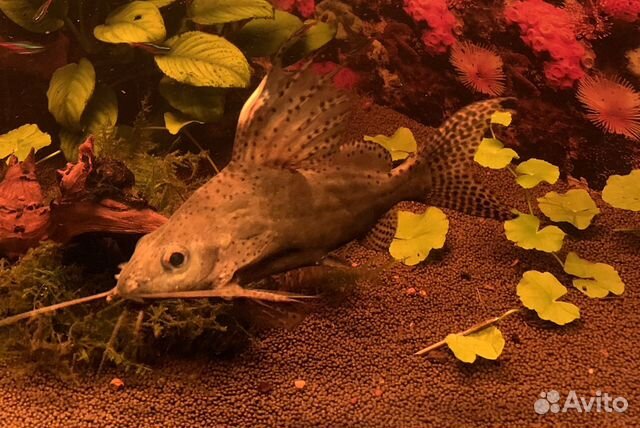 Сом синодонтис