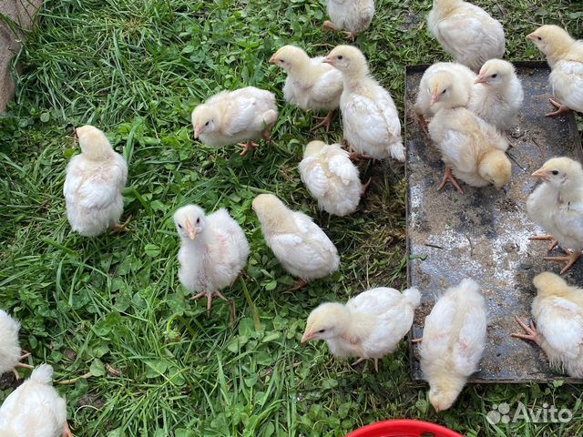 Домашняя птица